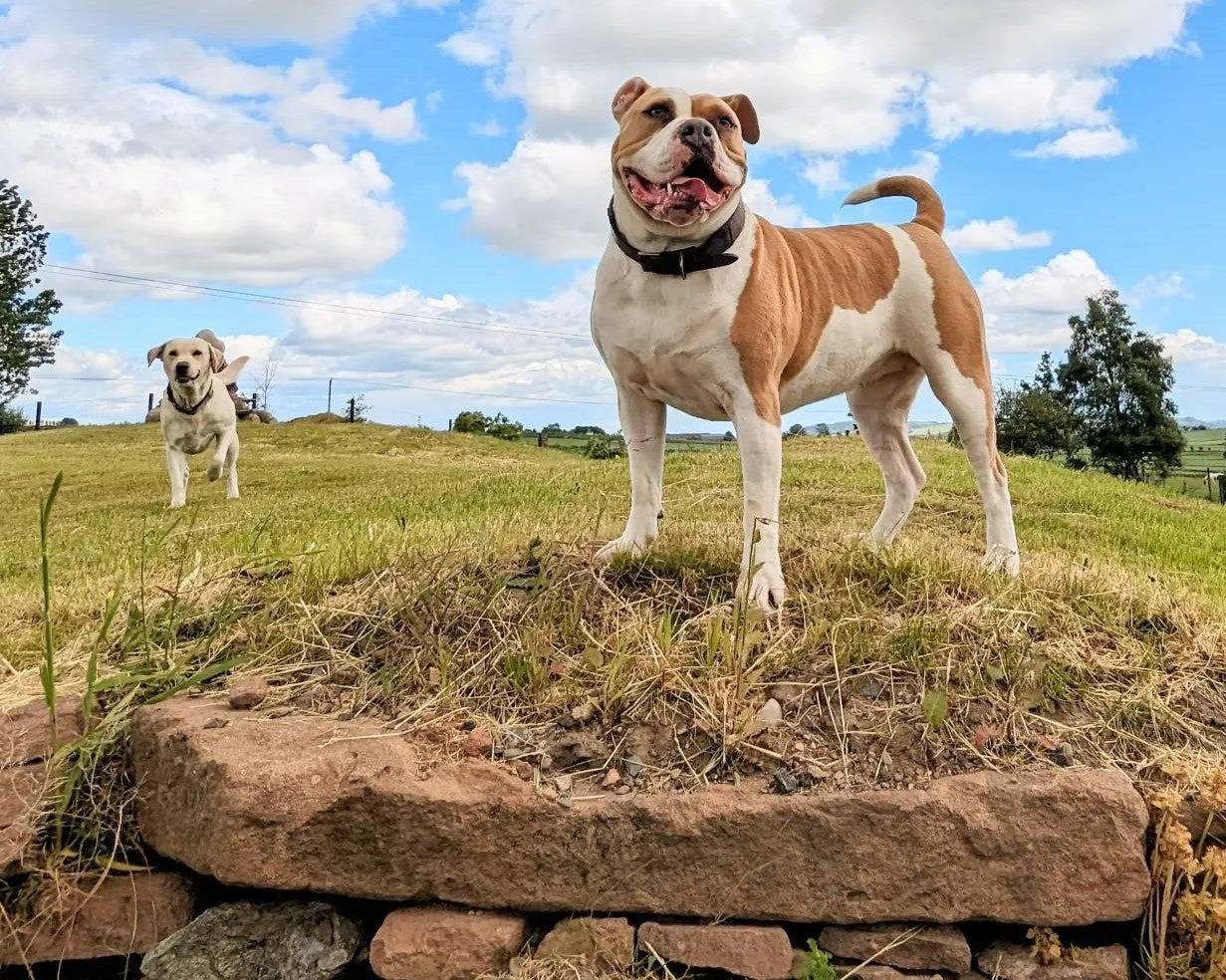 pathheadfarm.co.uk/ – Pathhead Farm